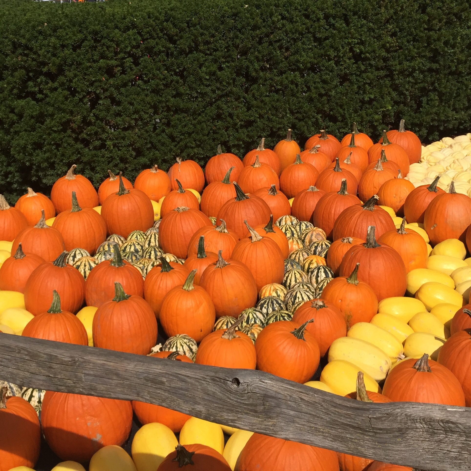 5 Reasons to Visit Cedar Point this Fall | NYC Tech Mommy